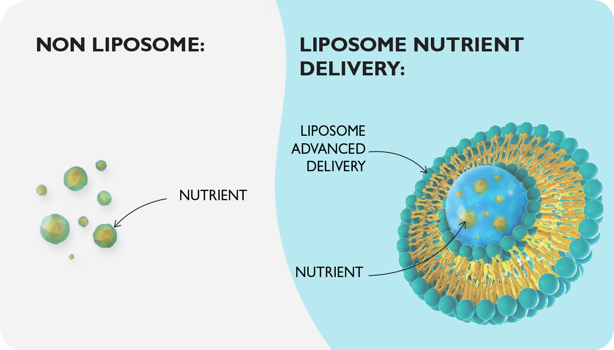 Why liposomes? - Therapure - Pure Supplements made in Australia